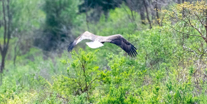 Bald Eagle Flying Across Trees Stock Image - Image of forest, wild ...