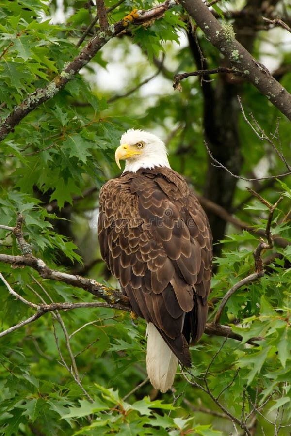 Wild Bald Eagle Perched in Tree Stock Photo - Image of travel, perched ...