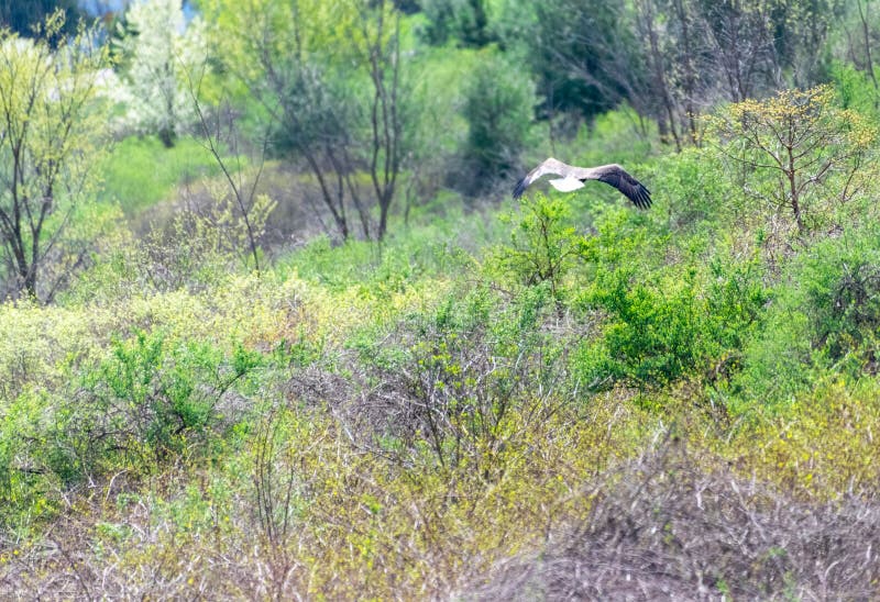 Bald Eagle Flying Away Over Tree Tops Stock Photo - Image of wilderness ...