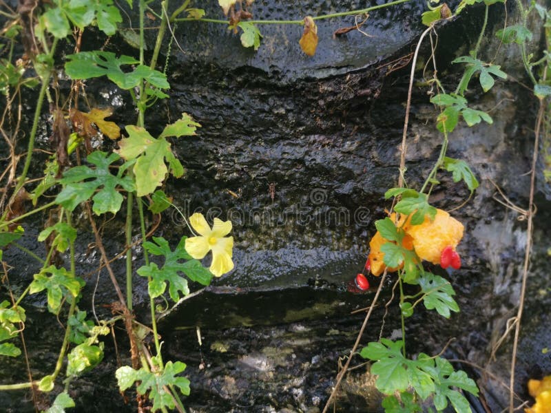 Wild Balsam Pear Plant Climbing Around the Palm Trunk. Stock Photo ...