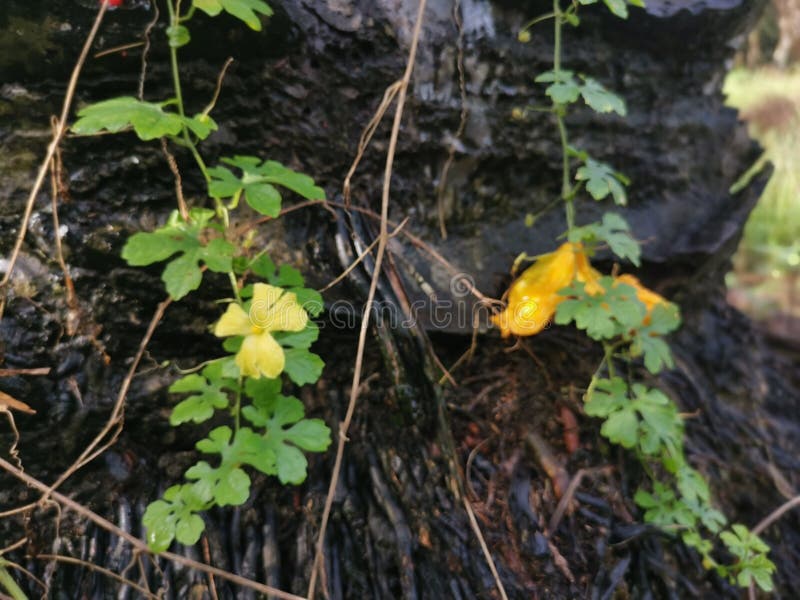 Wild Balsam Pear Plant Climbing Around the Palm Trunk. Stock Photo ...