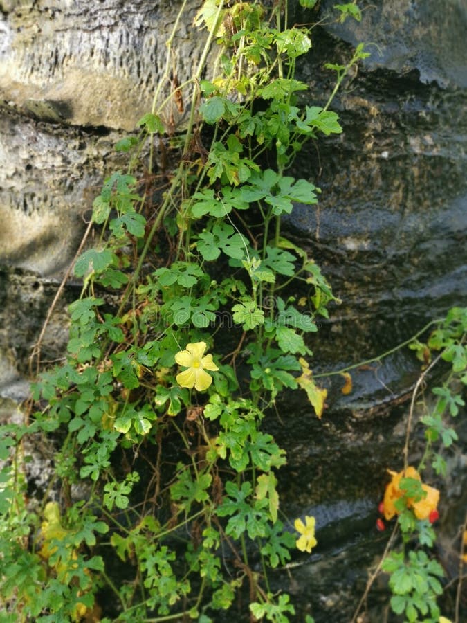 Wild Balsam Pear Plant Climbing Around the Palm Trunk. Stock Image ...