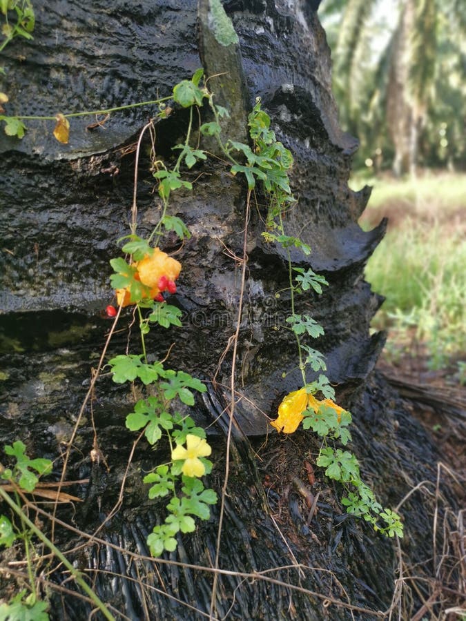 Wild Balsam Pear Plant Climbing Around the Palm Trunk. Stock Photo ...