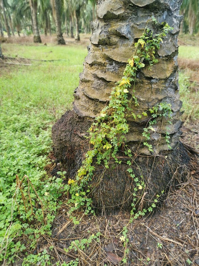 Wild Balsam Pear Plant Climbing on the Palm Trunk. Stock Image - Image ...