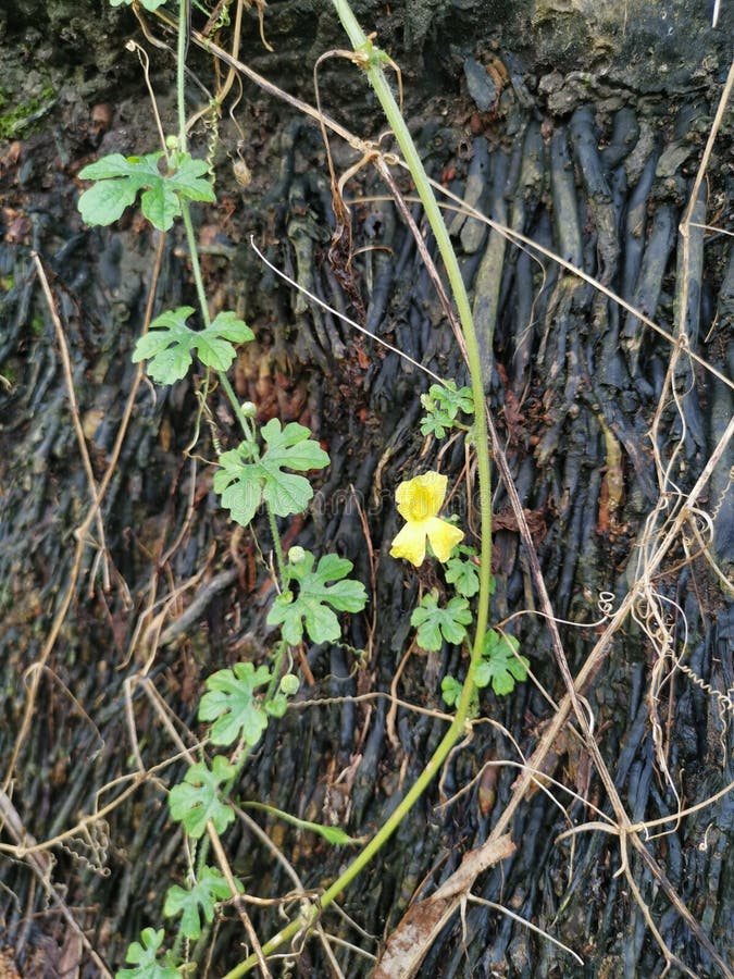 Wild Balsam Pear Plant Climbing on the Palm Trunk. Stock Image - Image ...