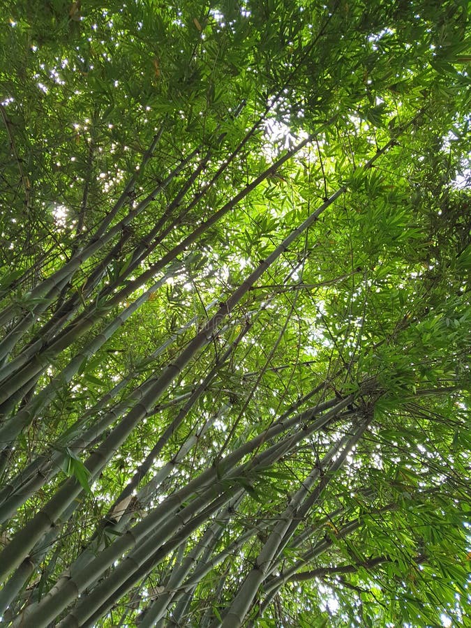 Wild bamboo shoots stock photo. Image of planting, land - 30398132