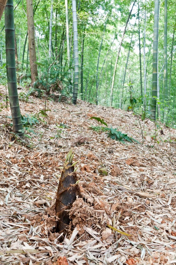 Wild bamboo shoots stock image. Image of plantations - 30398131