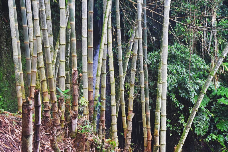 Wild Bamboo Tree Growth in the Jungle Stock Image - Image of asia ...