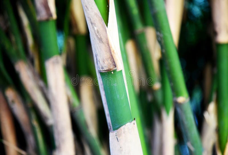 Wild Bamboo Tree Growth in the Jungle Stock Photo - Image of beech ...