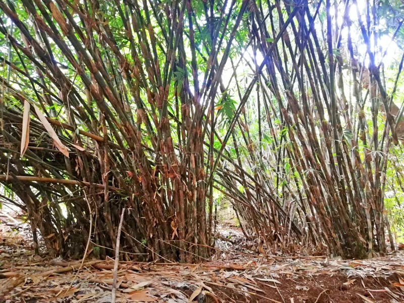 Wild Bamboo Tree Growth in the Jungle Stock Photo - Image of tropical ...