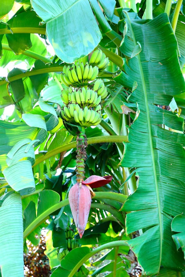 Wild Green Unripe Banana Tree Stock Photo - Image of flower, petals ...