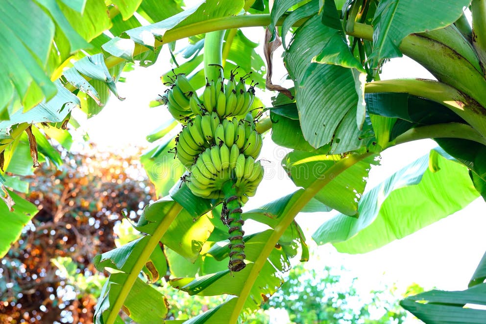 Wild banana tree stock photo. Image of green, jungle - 57677360