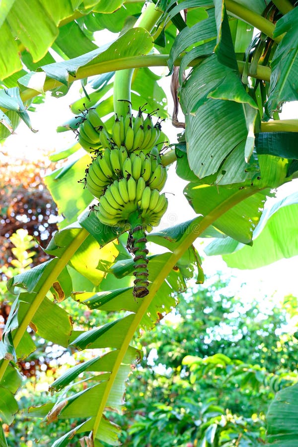 Wild Green Unripe Banana Tree Stock Photo - Image of flower, petals ...
