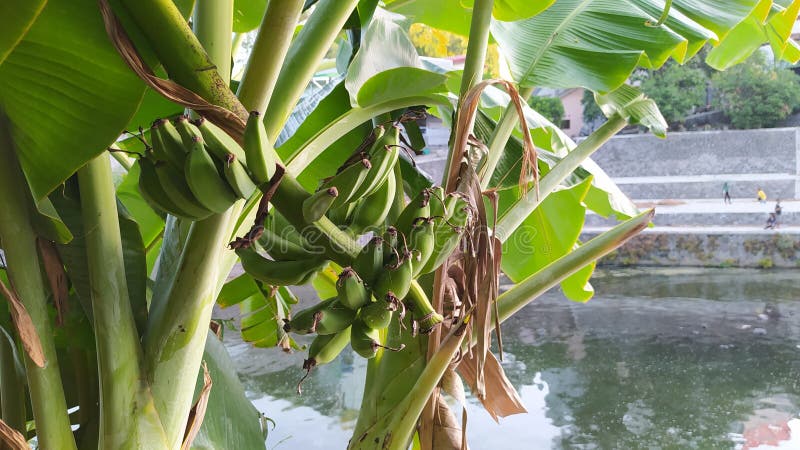 Wild Banana Trees Growing on the Banks of the River Begin To Bear Fruit ...