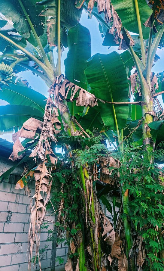 Wild Banana Trees from Indonesia Stock Photo - Image of indonesia ...