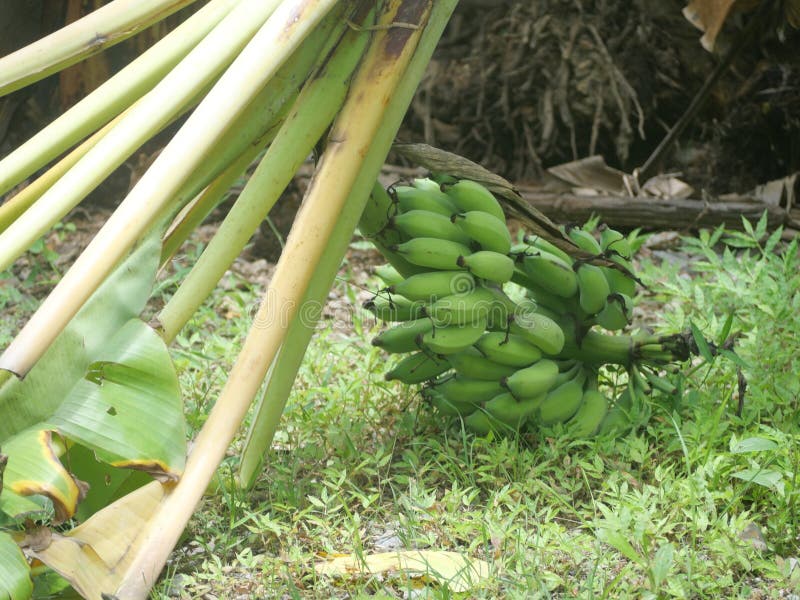 Wild Bananas in the Backyard Stock Photo - Image of vegetable, wild ...