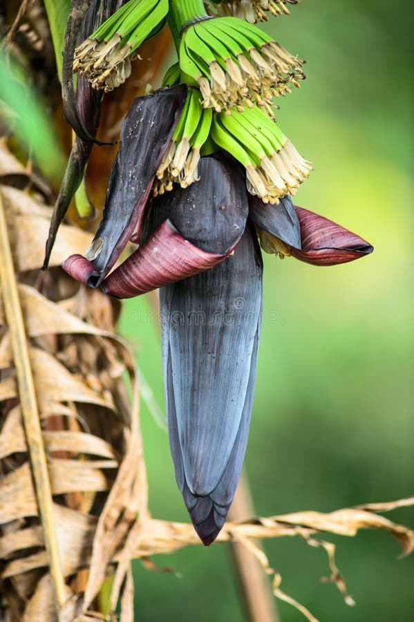 Musa Acuminata Colla or Cavendish Banana Bunches Tree with Blue Sky ...