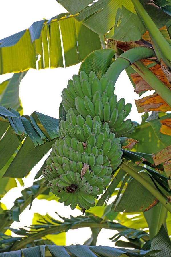 Wild Bananas on Tree stock photo. Image of indigenous - 135096366