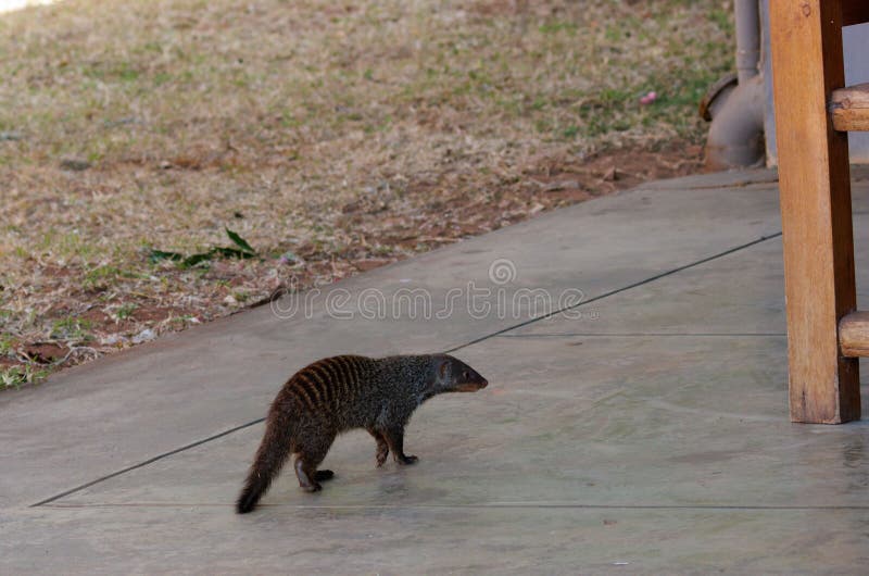 Wild Banded Mongoose Visiting a House during the Day Stock Image ...