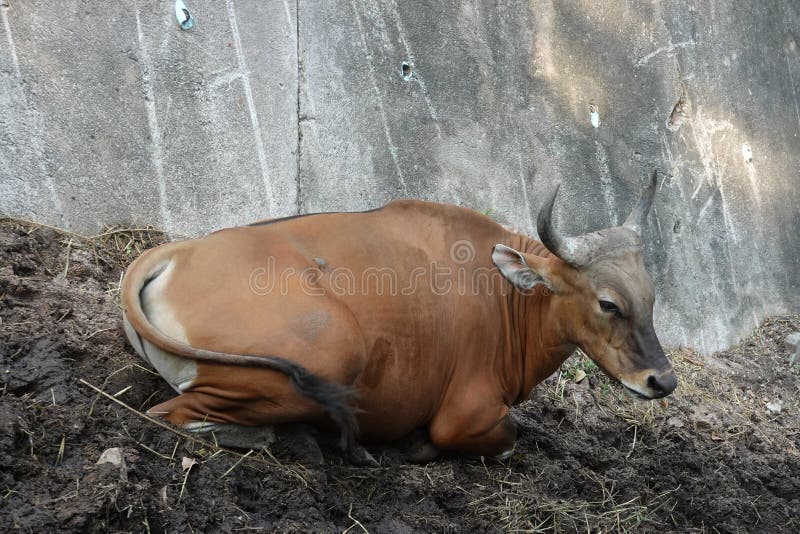 Wild Banteng is Resting in the Mote Stock Photo - Image of southeast ...