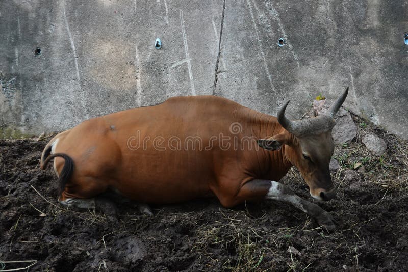Wild Banteng is Resting in the Mote Stock Photo - Image of tropical ...