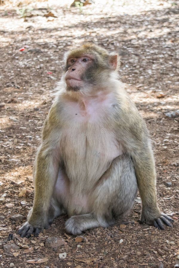 A Wild Barbary Macaque Monkey (Macaca Sylvanus), Waiting for Peanuts ...