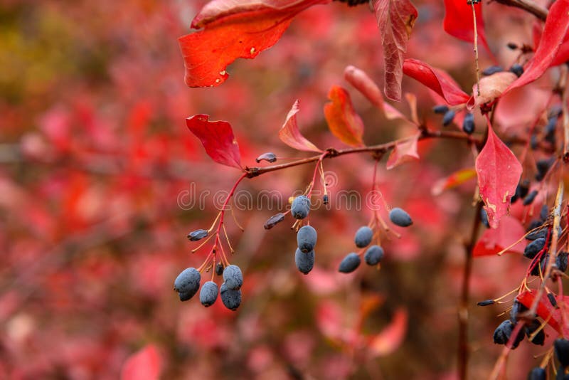 Wild barberis stock image. Image of branch, fall, flora - 81951013