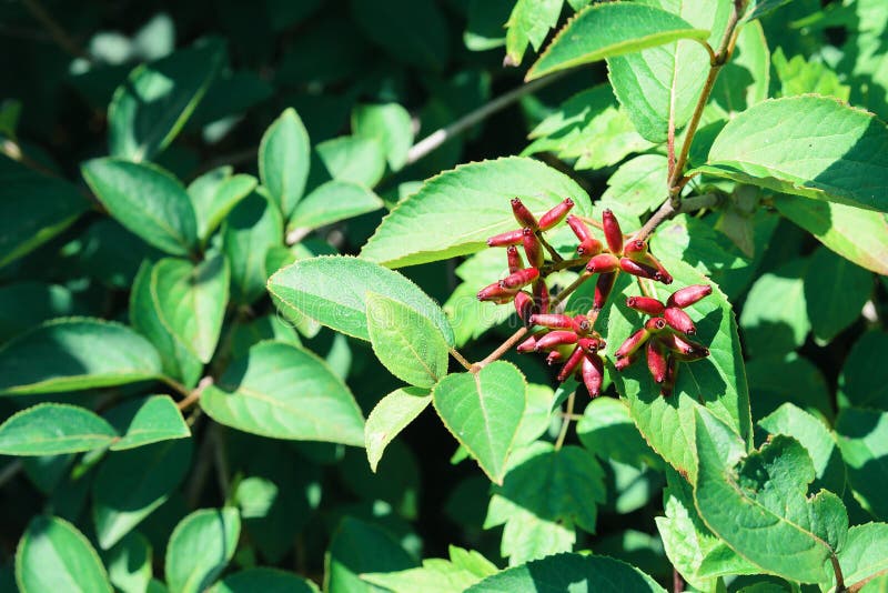 Wild Barberry Bush with Red Berries Stock Photo - Image of flora, fresh ...
