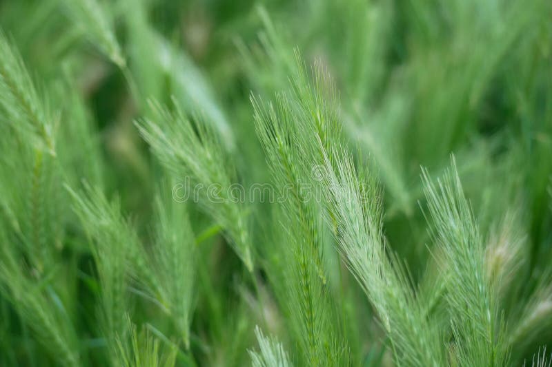 Wild Barley Grass Textured Background Stock Image - Image of wild ...