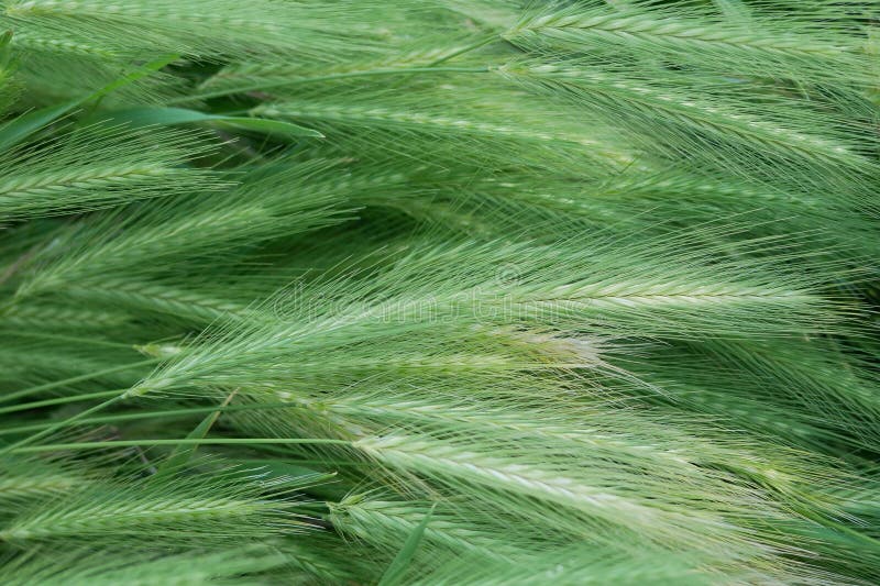 Wild Barley Grass Textured Background Stock Photo - Image of natural ...