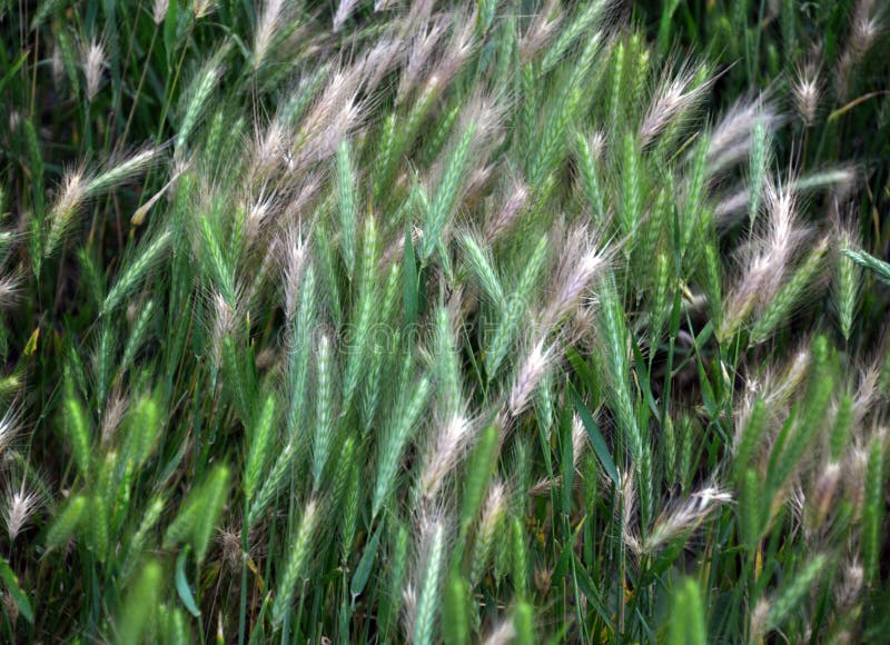Wild Barley (Hordeum Murinum) Grows in Nature Stock Image - Image of ...