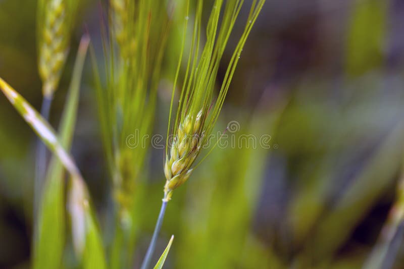 Wild Barley, Hordeum Spontaneum Stock Photo - Image of rural, food ...