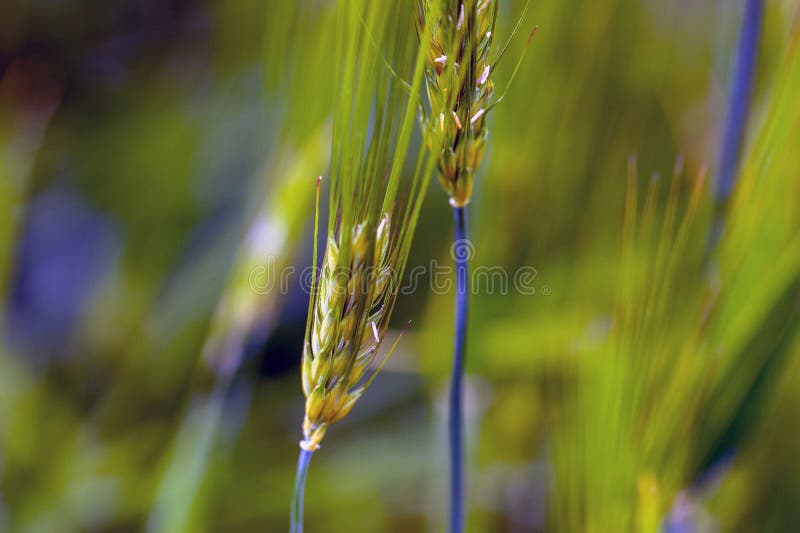Wild Barley, Hordeum Spontaneum Stock Photo - Image of agriculture ...