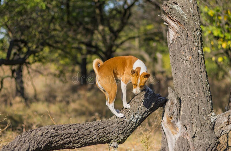 Wild Basenji Dog Climbs Nearest Tree Stock Image - Image of autumn ...