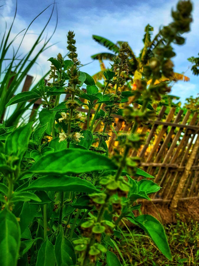 Wild Basil Leaves Grew in the Backyard Stock Image - Image of ...