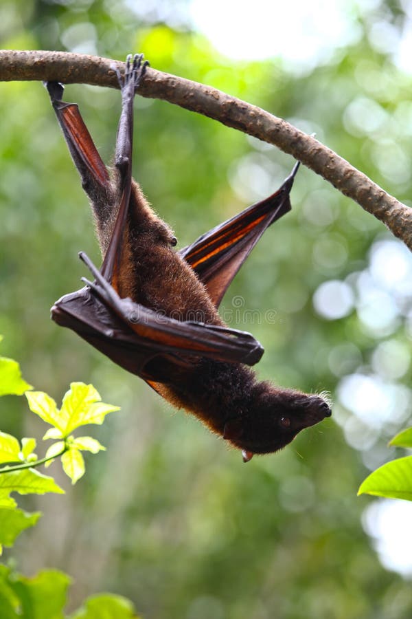 Wild bat stock image. Image of silhouette, wings, nocturnal - 12841225