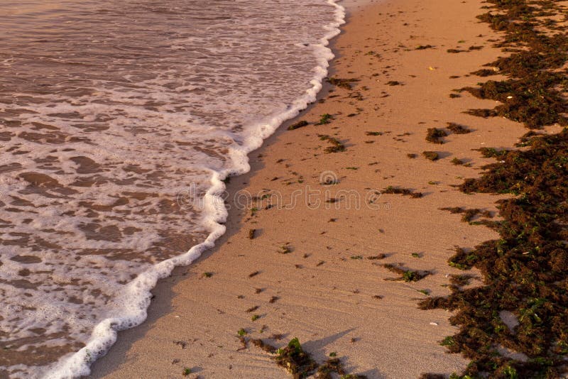 Wild beach stock image. Image of tropical, environment - 15781003