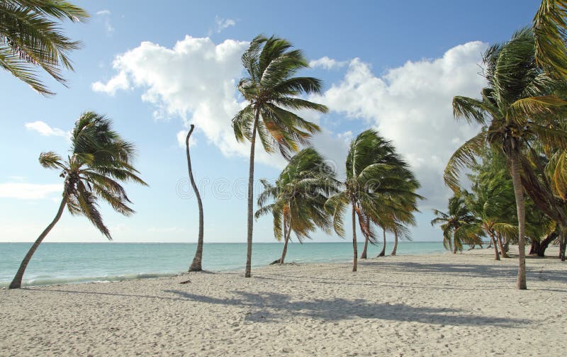 Wild beach stock photo. Image of nature, tropic, tree - 23578876