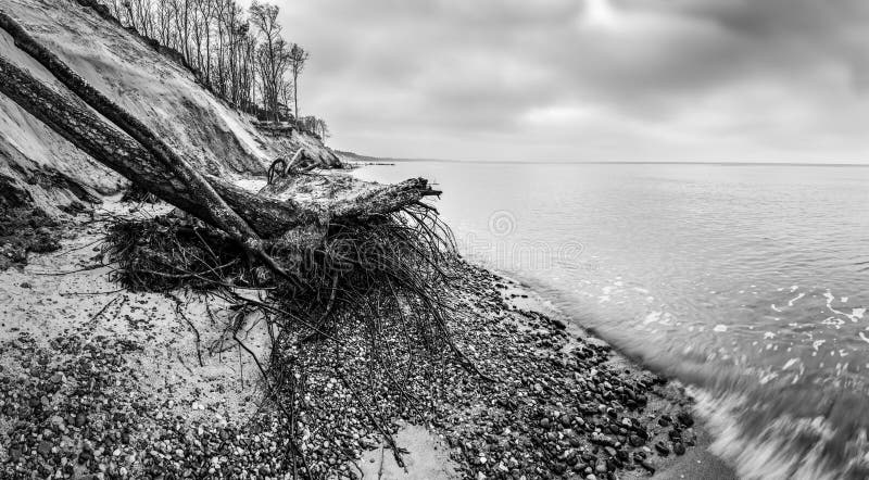 Wild Beach with Fallen Tree and Cliffs on Winter, Cloudy Day. Waves on ...