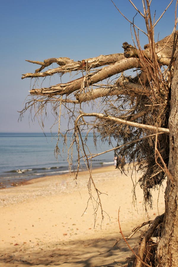 Wild beach stock photo. Image of beach, wild, forest - 92991272