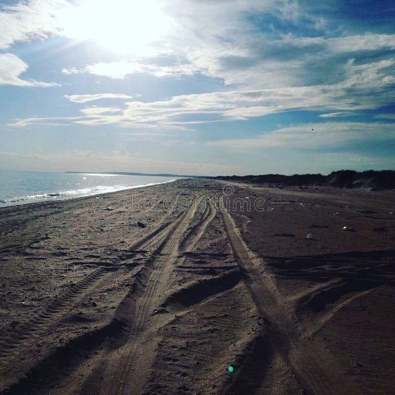 Wild beaches. stock photo. Image of forest, wildlife - 103934336