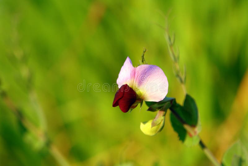 Bean Flower - Phaseolus Coccineus Stock Photo - Image of time ...