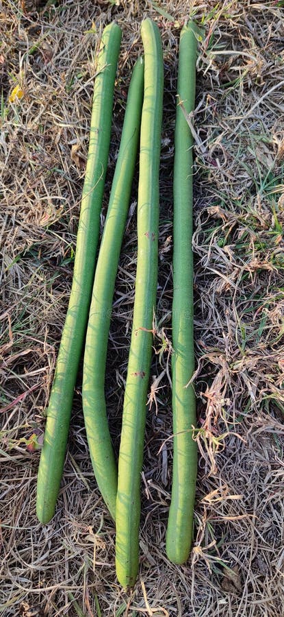 Wild Beans stock image. Image of nature, leaf, natural - 239892839
