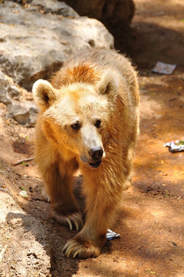 Wild bear. stock photo. Image of fauna, rock, park, hair - 32213618