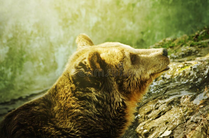 Wild Bear stock image. Image of predator, wild, bear - 51440535