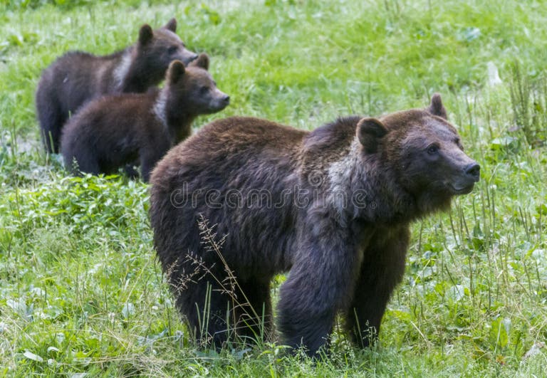 1,721 Romanian Wildlife Stock Photos - Free & Royalty-Free Stock Photos ...