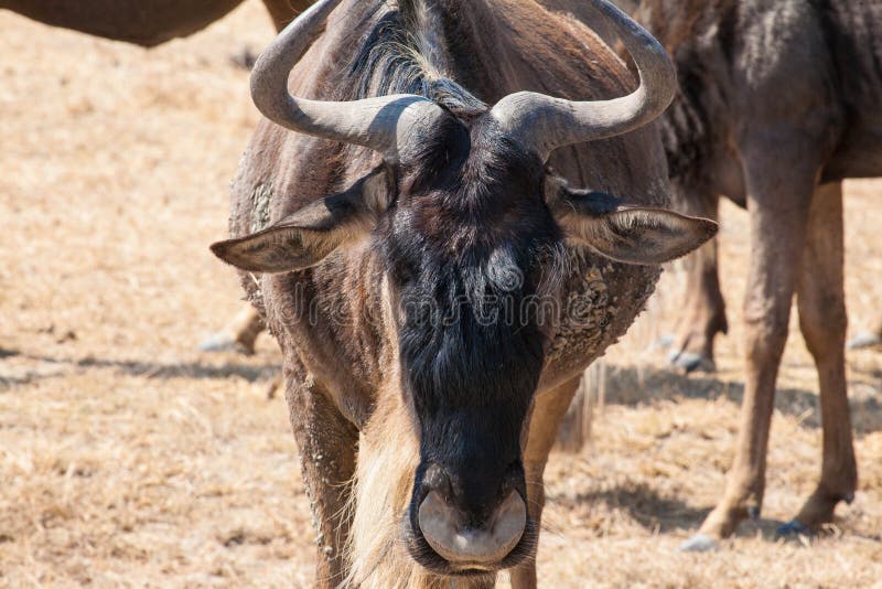 Wild beast stock image. Image of landscape, crowd, orange - 53577369