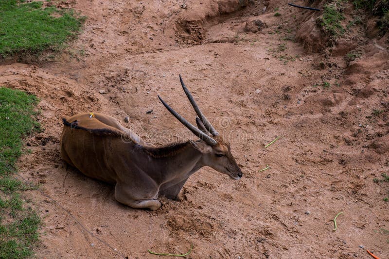 Wild beast stock photo. Image of natural, feed, beast - 54635364