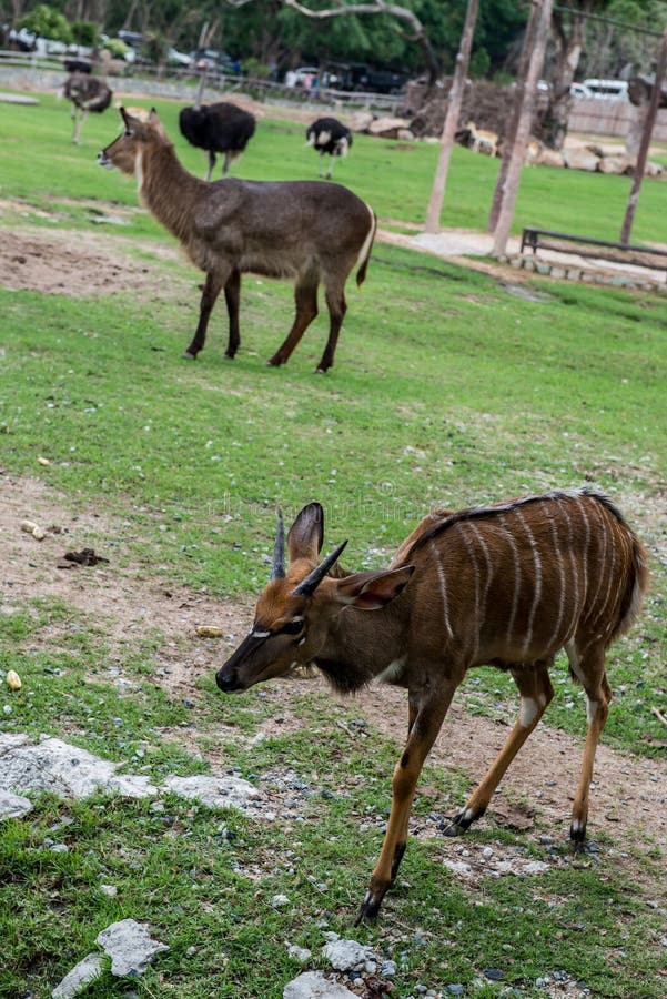 Wild beast stock photo. Image of animal, park, outdoor - 54635486