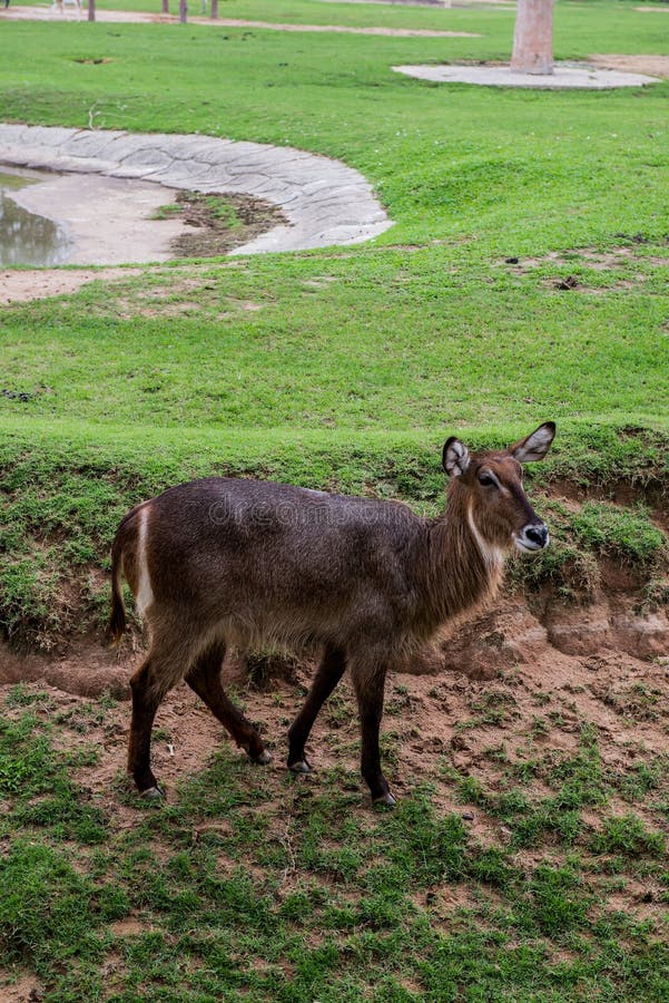 Wild beast stock photo. Image of trip, park, lovely, tree - 54635544